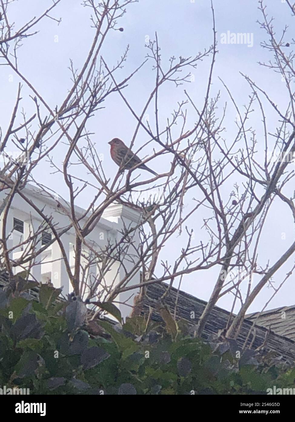 House Finch (Haemorhous mexicanus Stock Photo - Alamy