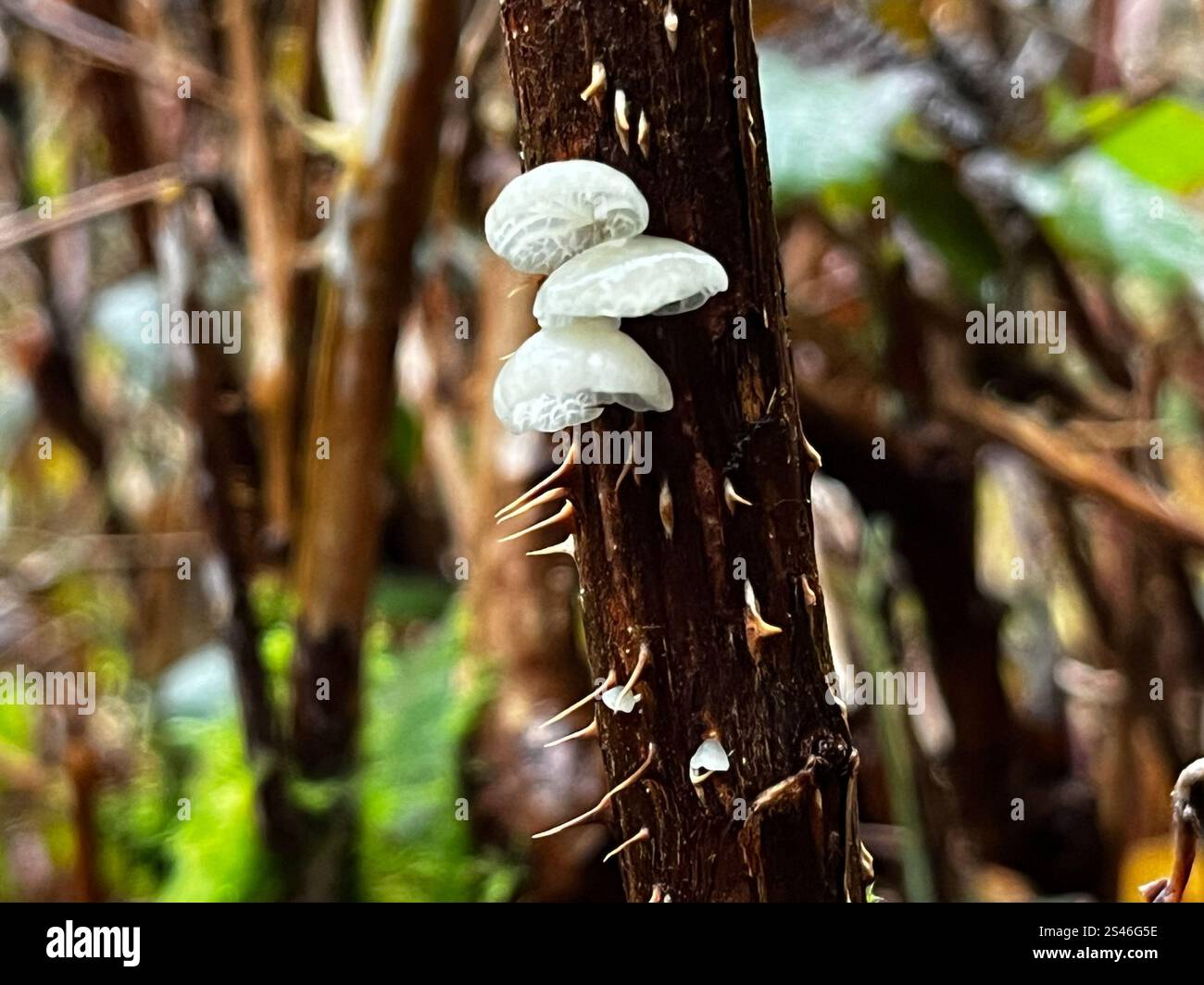 Fairy Parachutes (Marasmiellus candidus Stock Photo - Alamy