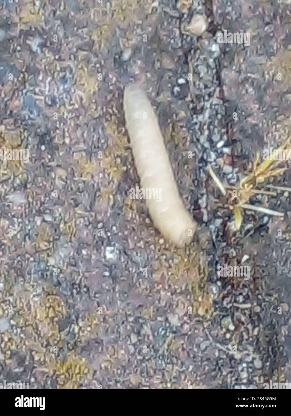 Winged and once winged insects hi-res stock photography and images - Alamy