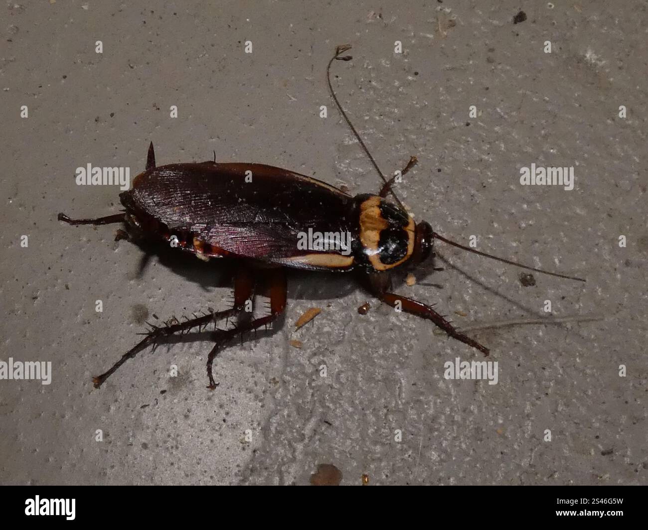 Australian Cockroach (Periplaneta australasiae Stock Photo - Alamy