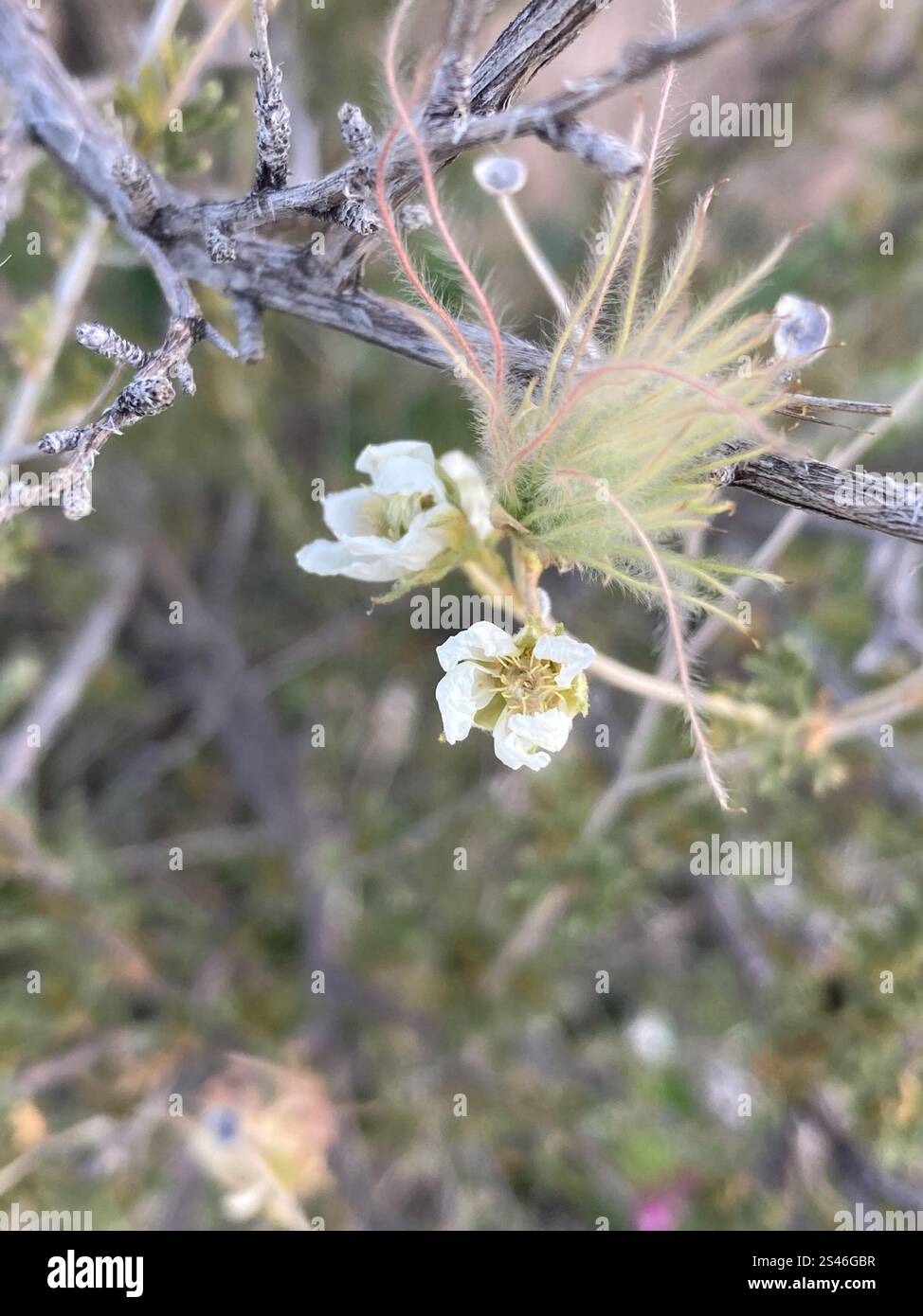 Apache plume (Fallugia paradoxa Stock Photo - Alamy