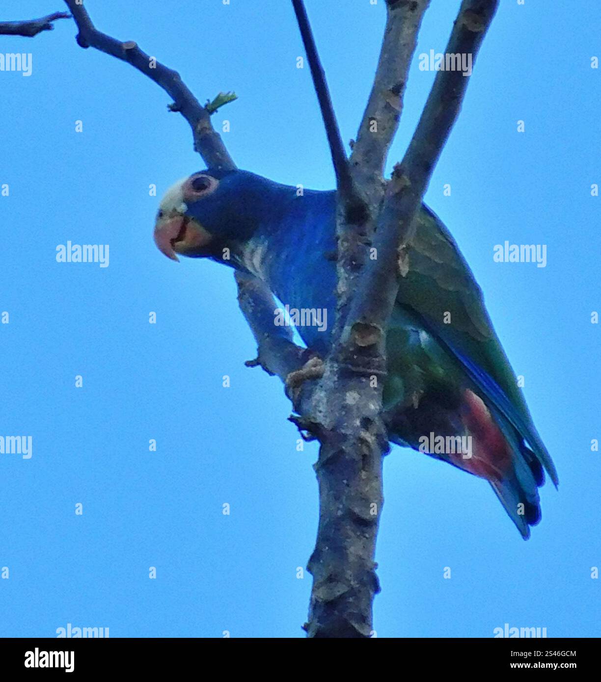 White crowned parrot pionus senilis hi-res stock photography and images ...