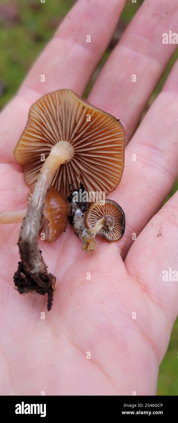 Wavy Cap (Psilocybe cyanescens Stock Photo - Alamy