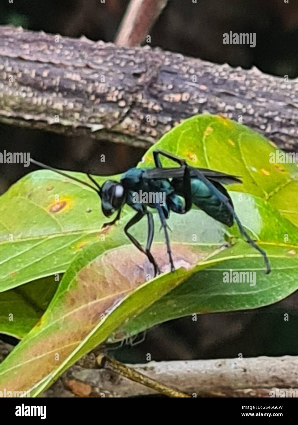 Ants, Bees, and Stinging Wasps (Aculeata Stock Photo - Alamy