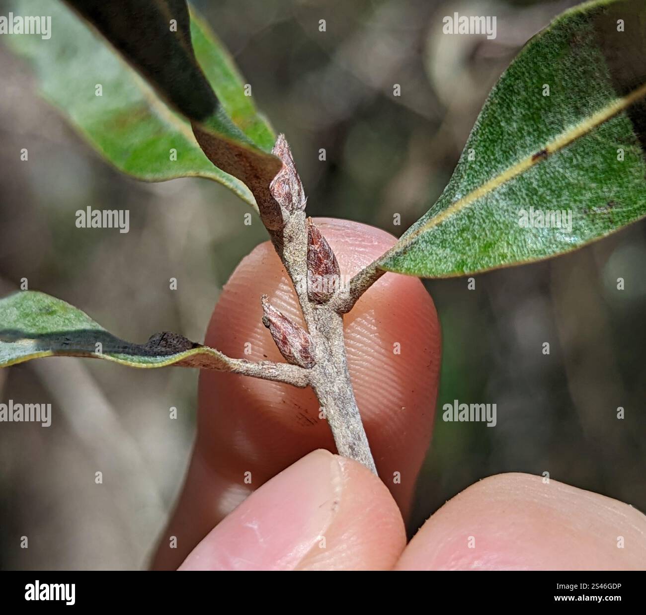 bluejack oak (Quercus incana Stock Photo - Alamy