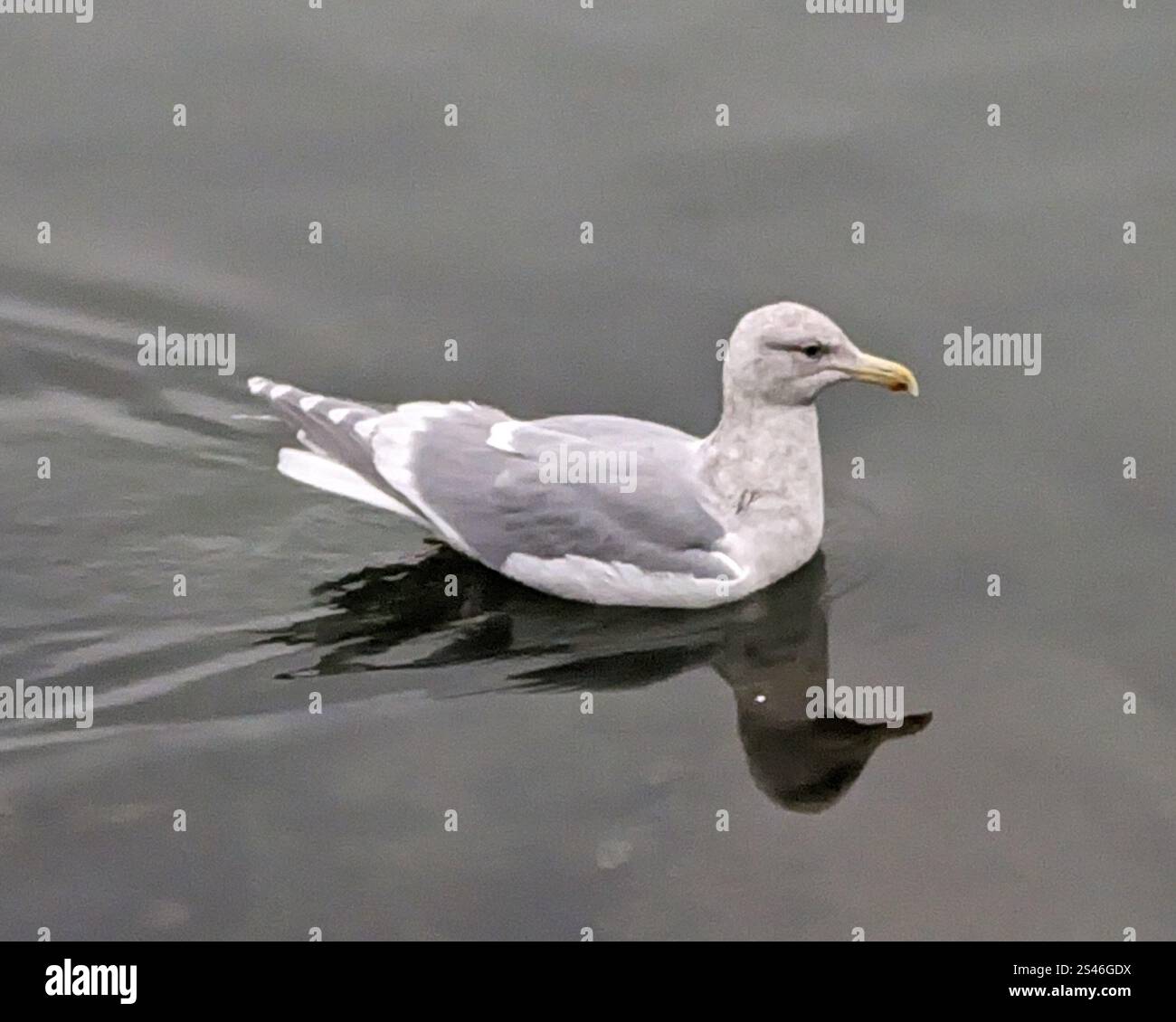 Olympic Gull (Larus glaucescens × occidentalis Stock Photo - Alamy