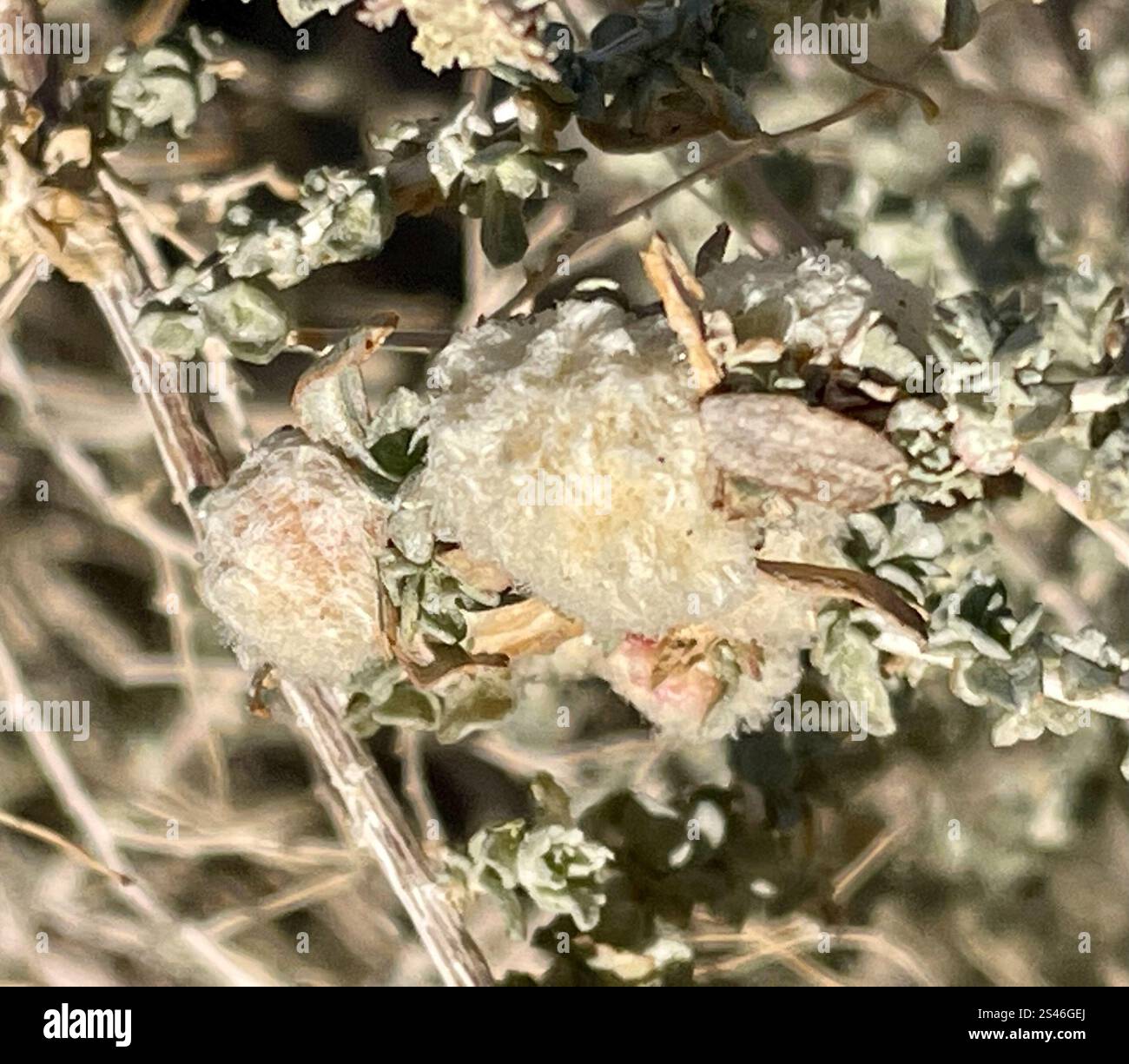 Saltbush Woolly Stem Gall Midge (Asphondylia floccosa Stock Photo - Alamy