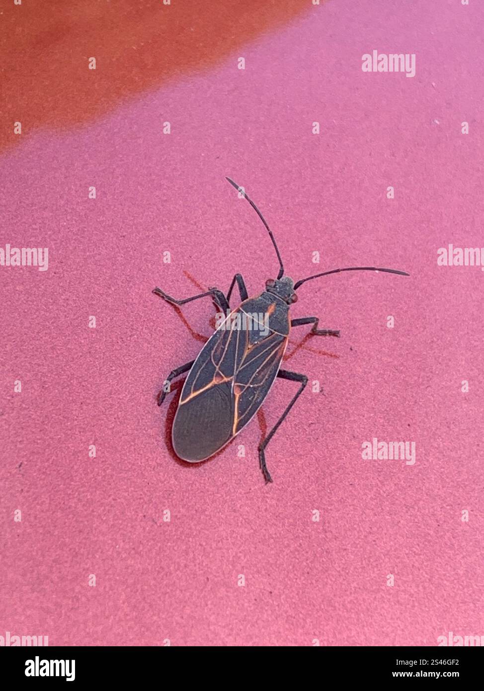 Western Boxelder Bug (Boisea rubrolineata Stock Photo - Alamy