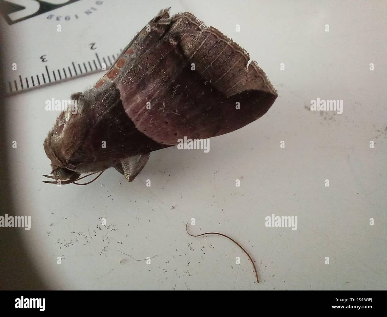 Echo Moth (Achaea echo Stock Photo - Alamy