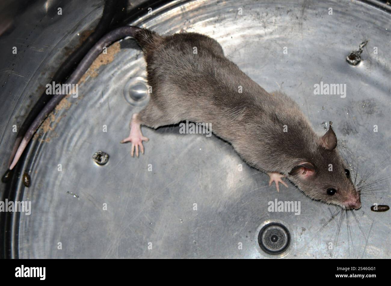 Long-tailed Pouched Rat (Beamys hindei Stock Photo - Alamy