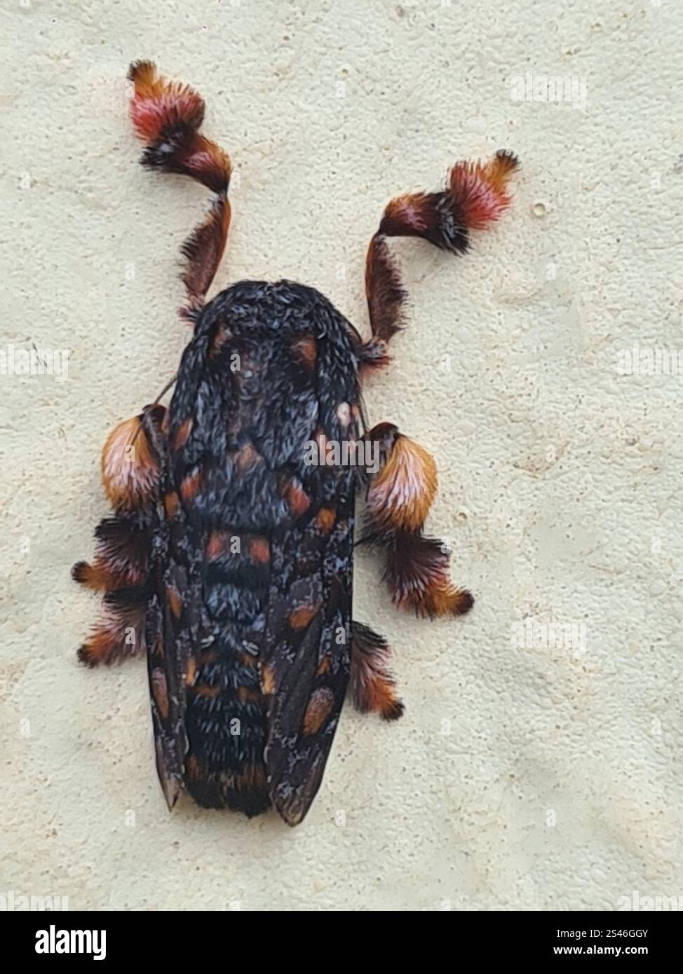 Monkey slug moth hi-res stock photography and images - Alamy
