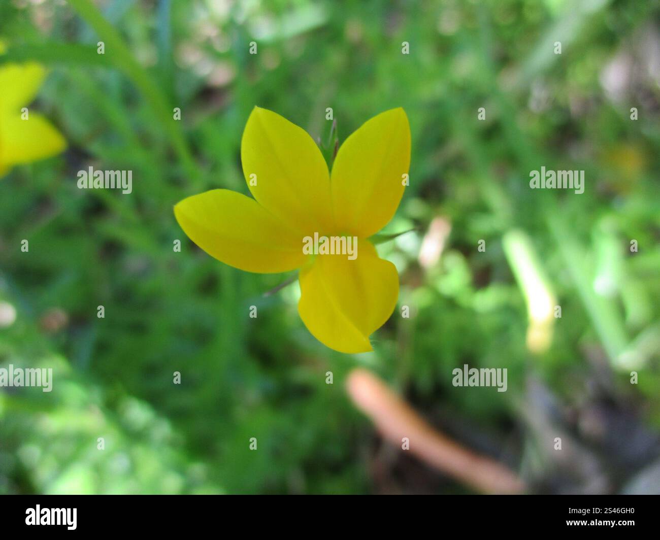 Yellow Oneye (Monopsis lutea Stock Photo - Alamy
