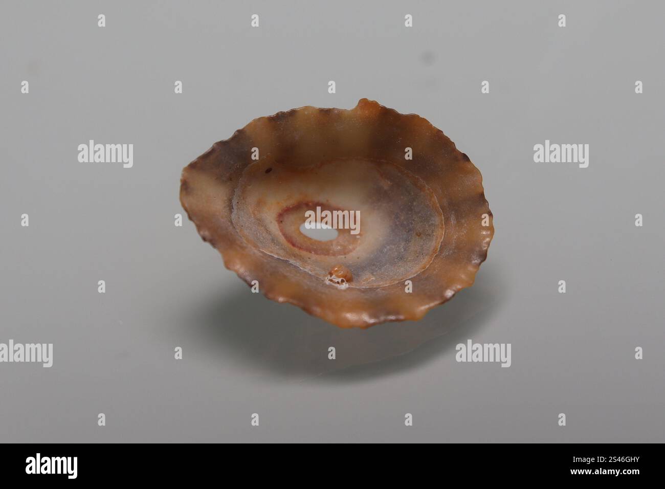 Keyhole Limpets (Fissurellidae Stock Photo - Alamy