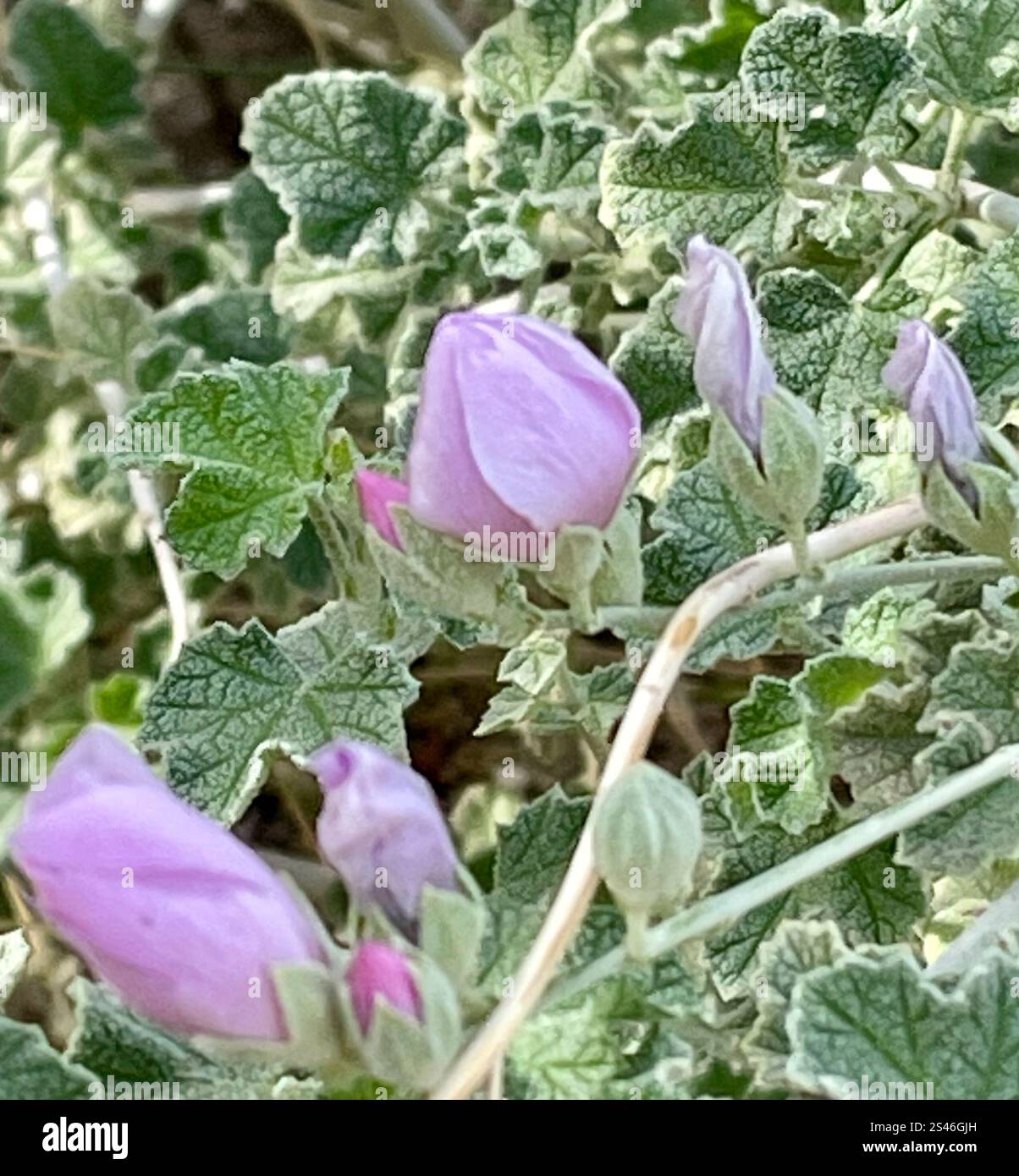 southern coastal bushmallow (Malacothamnus fasciculatus Stock Photo - Alamy