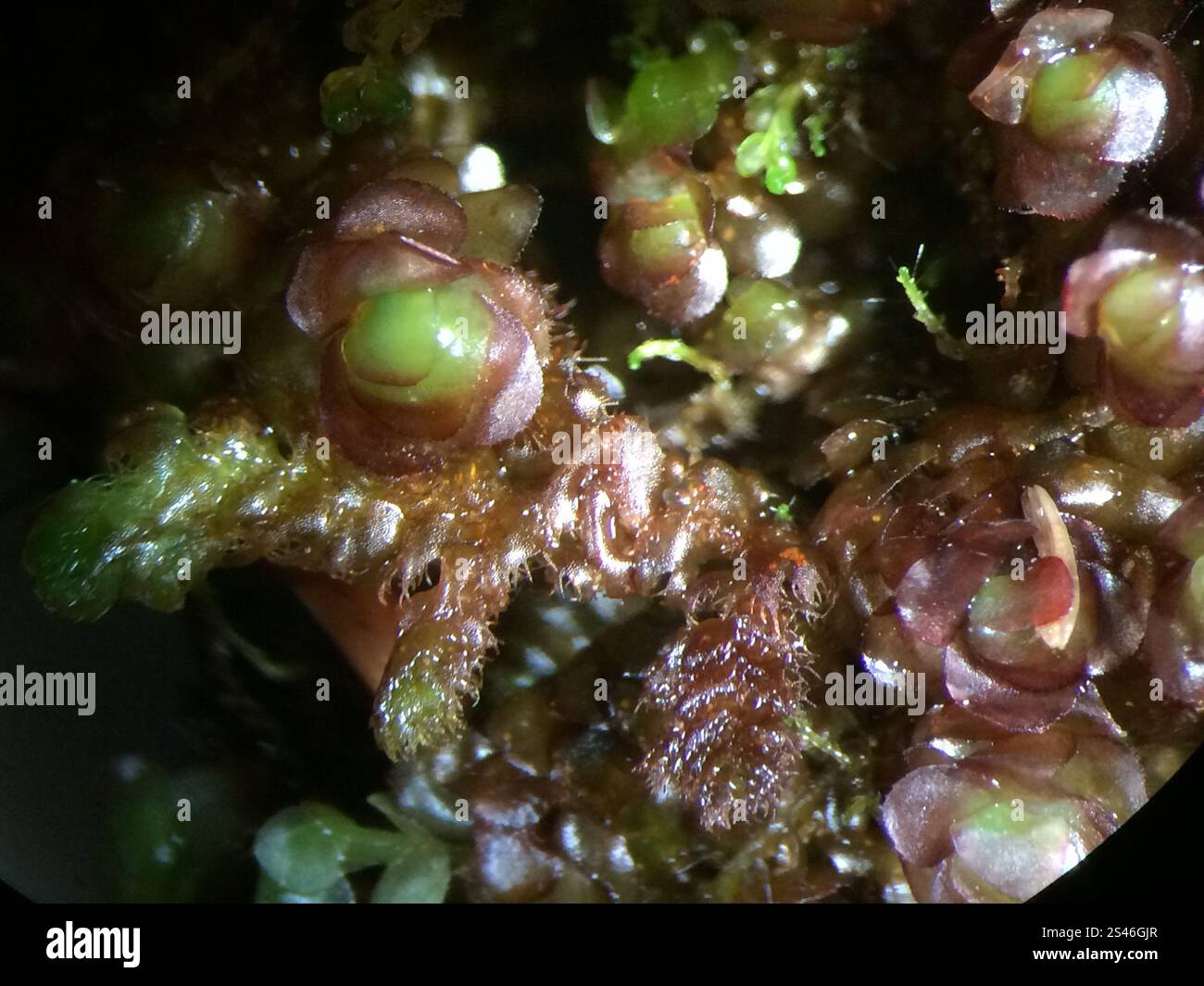 Northern Naugehyde Liverwort (Ptilidium ciliare Stock Photo - Alamy