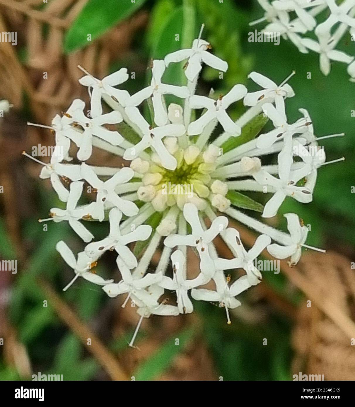 Common Rice-flower (Pimelea humilis Stock Photo - Alamy