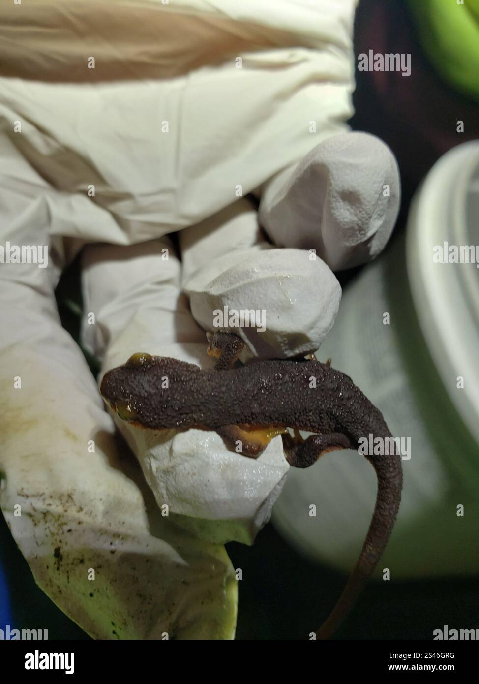California Newt (Taricha torosa Stock Photo - Alamy