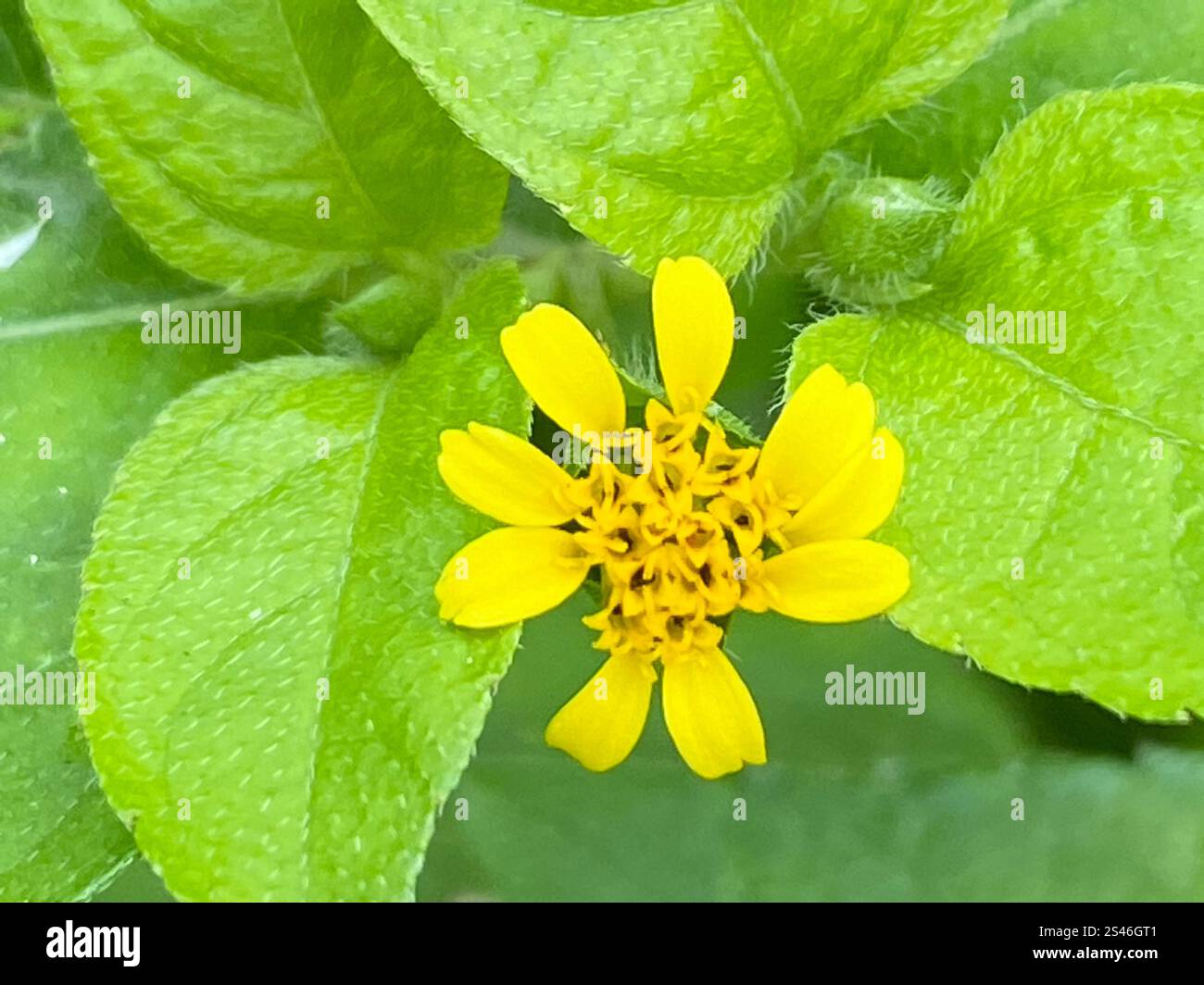 straggler daisy (Calyptocarpus vialis Stock Photo - Alamy