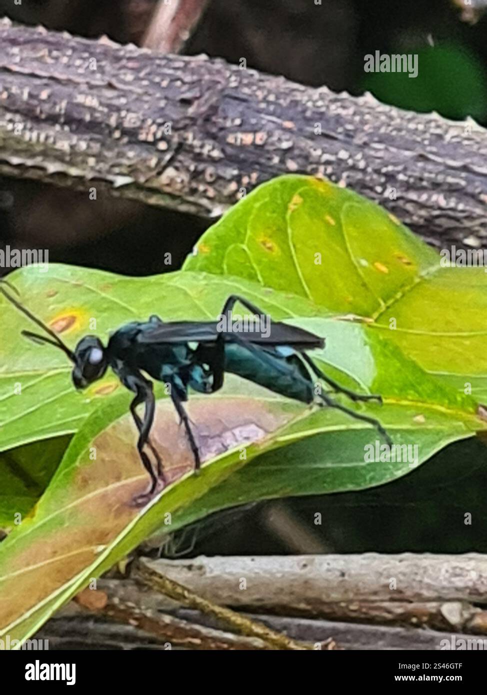 Ants, Bees, and Stinging Wasps (Aculeata Stock Photo - Alamy
