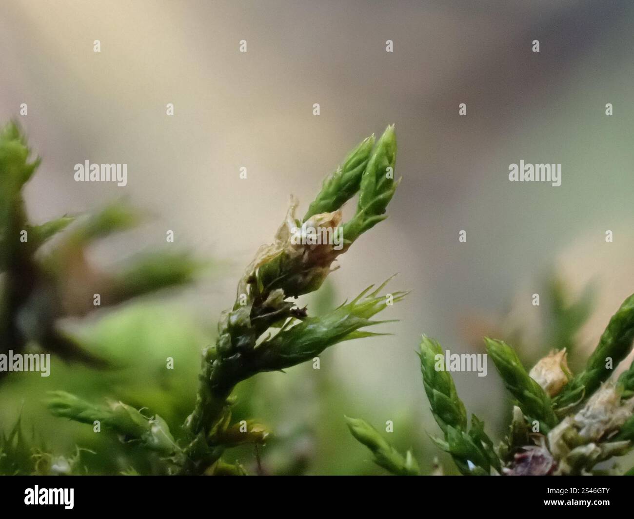 Lateral Cryphaea (Cryphaea heteromalla Stock Photo - Alamy