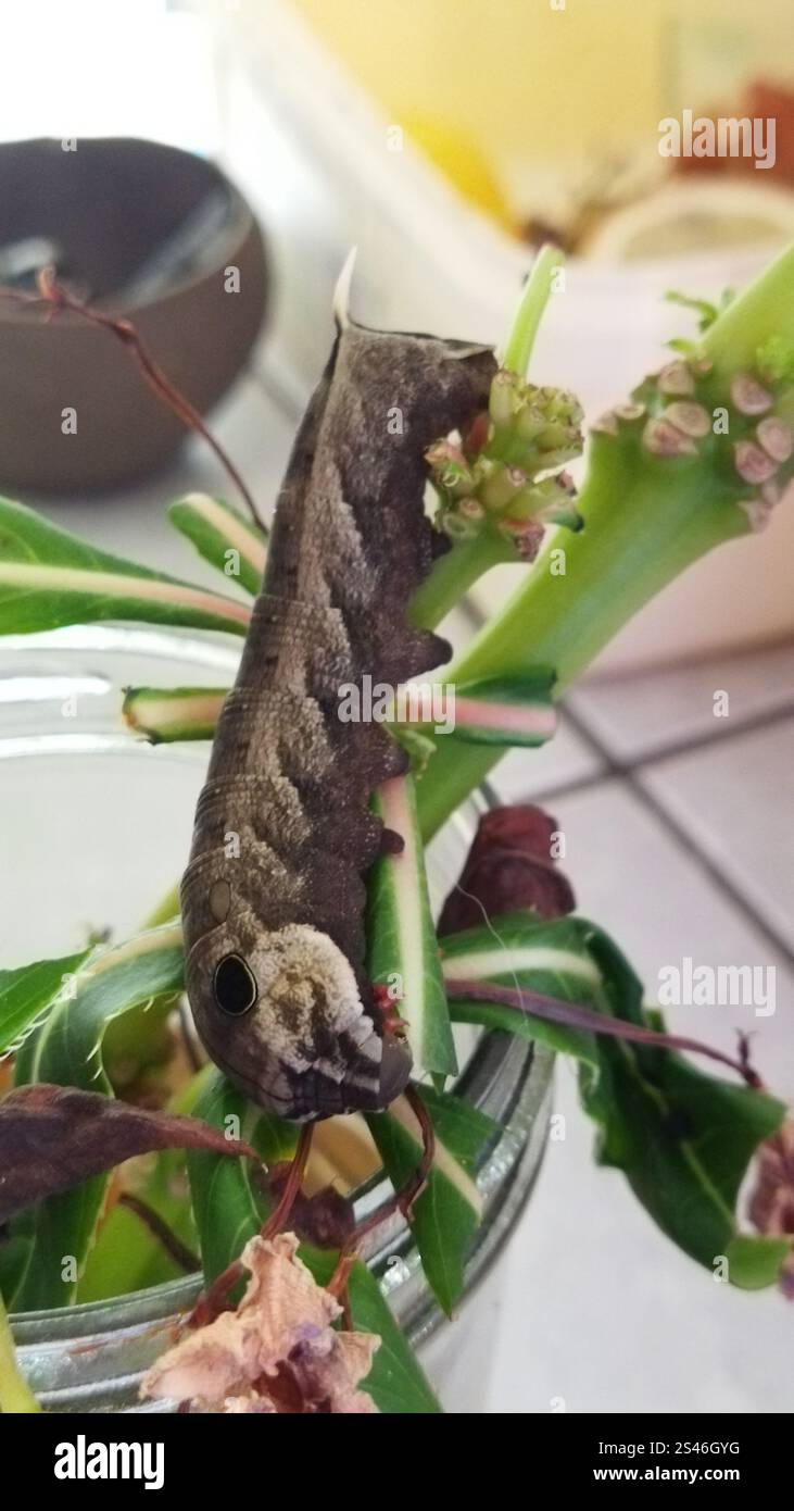 Common Striped Hawkmoth (Hippotion eson Stock Photo - Alamy