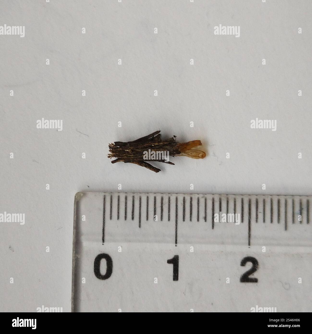 Common Bagworm Moth (Psyche casta Stock Photo - Alamy