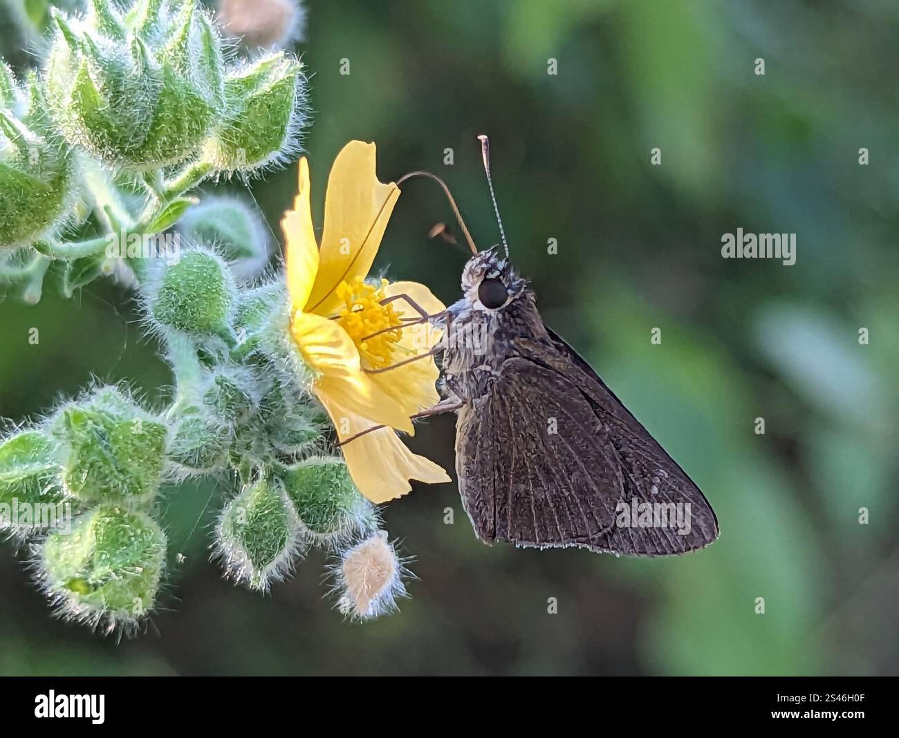 Three-spotted Skipper (Cymaenes tripunctus Stock Photo - Alamy