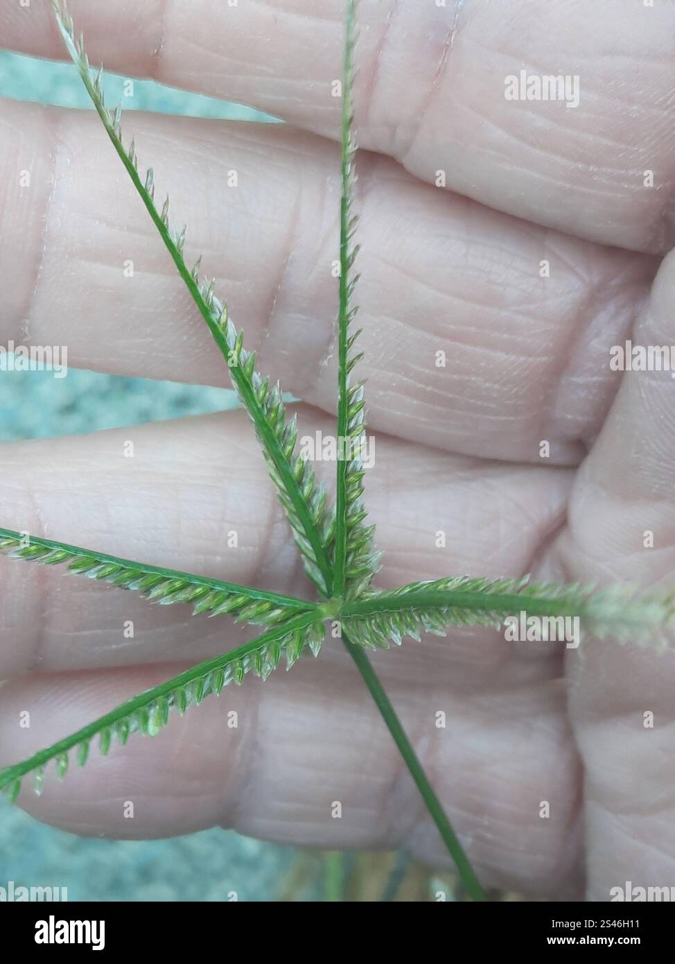 Goose Grass (Eleusine indica Stock Photo - Alamy