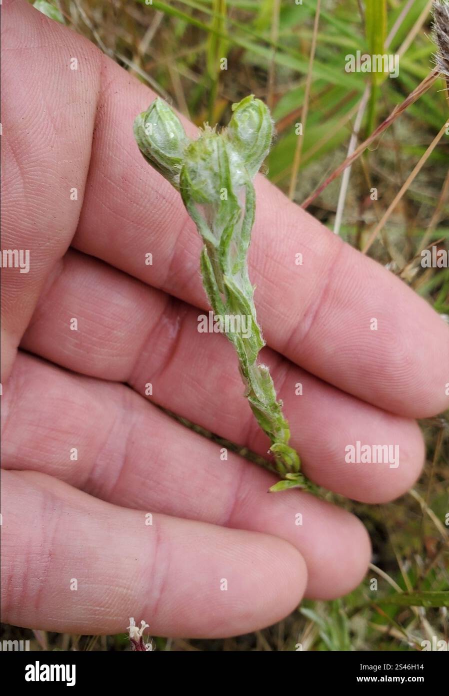 Common Cudweed (Filago germanica Stock Photo - Alamy