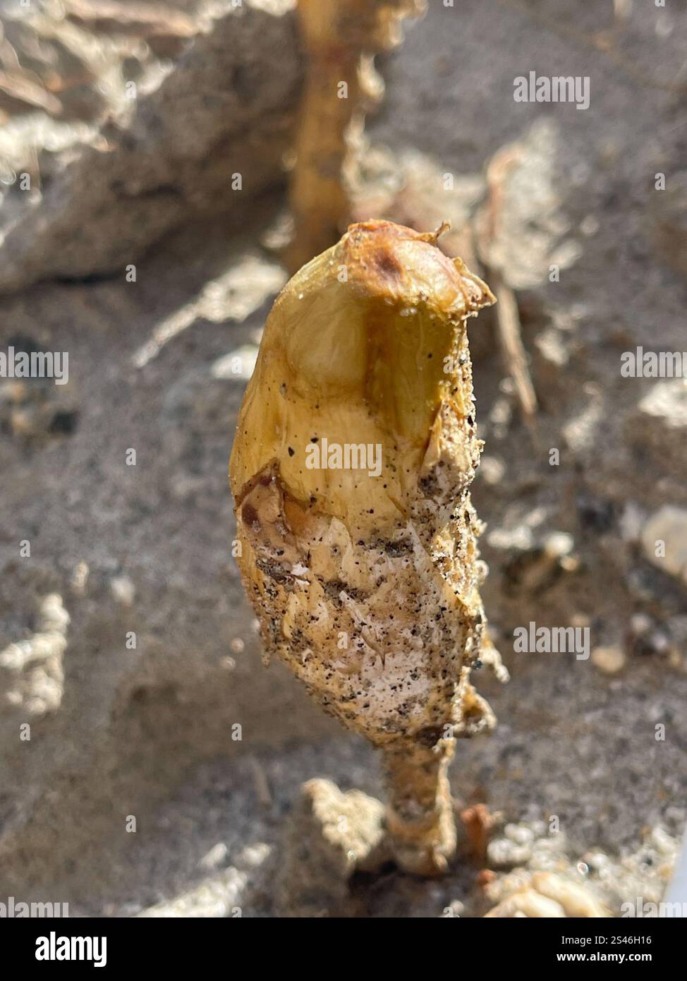 Desert Shaggymane (Podaxis pistillaris Stock Photo - Alamy