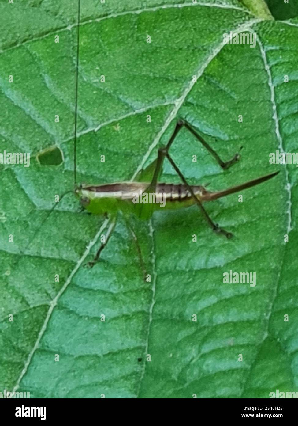 Lesser Meadow Katydids (Conocephalus Stock Photo - Alamy