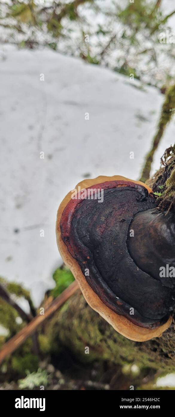 Northern Red Belt (Fomitopsis mounceae Stock Photo - Alamy