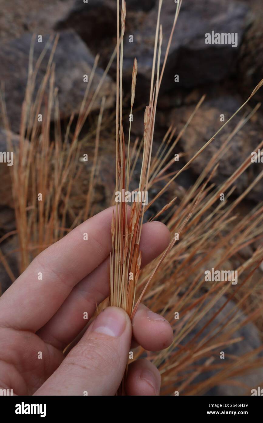 tanglehead (Heteropogon contortus Stock Photo - Alamy