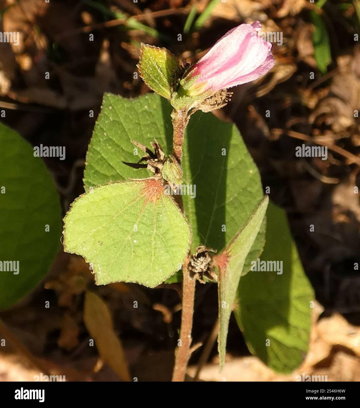 Caesar weed (Urena lobata Stock Photo - Alamy