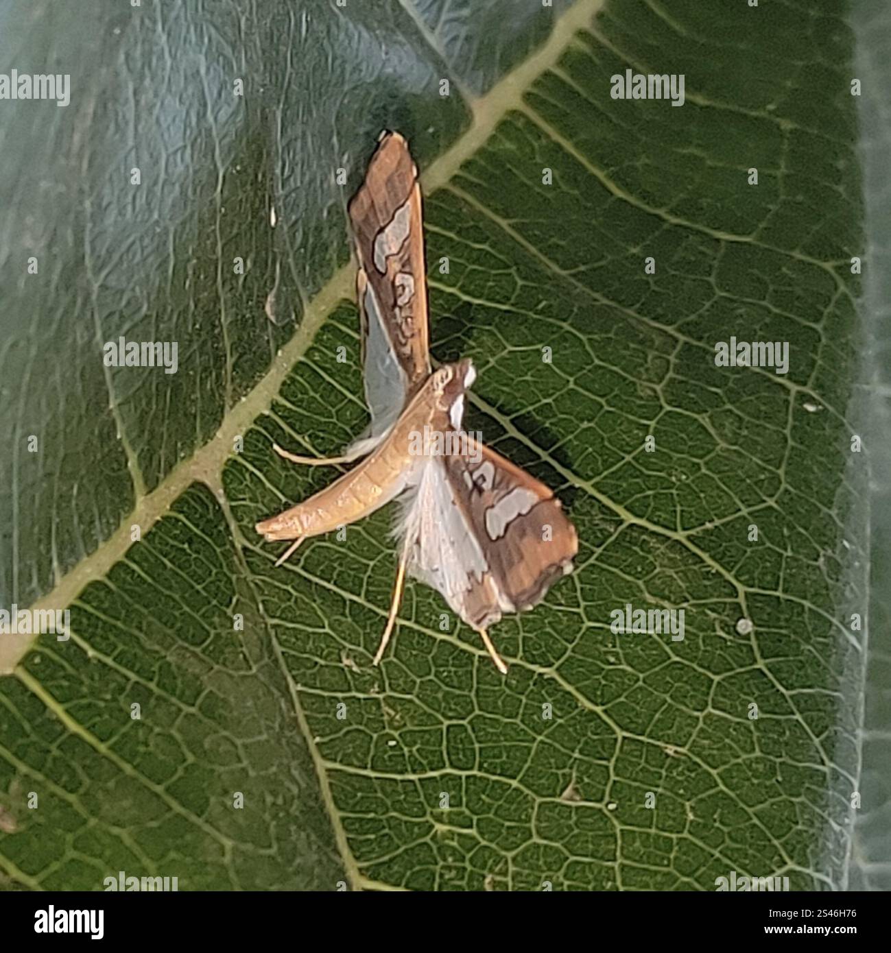 Mung Bean Moth (Maruca vitrata Stock Photo - Alamy