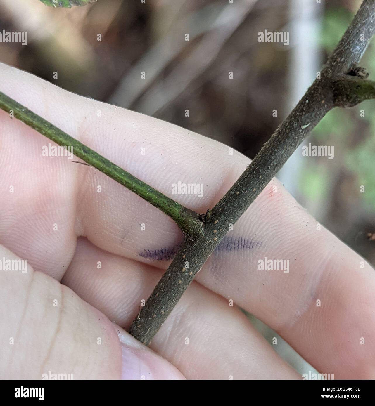 water hickory (Carya aquatica Stock Photo - Alamy