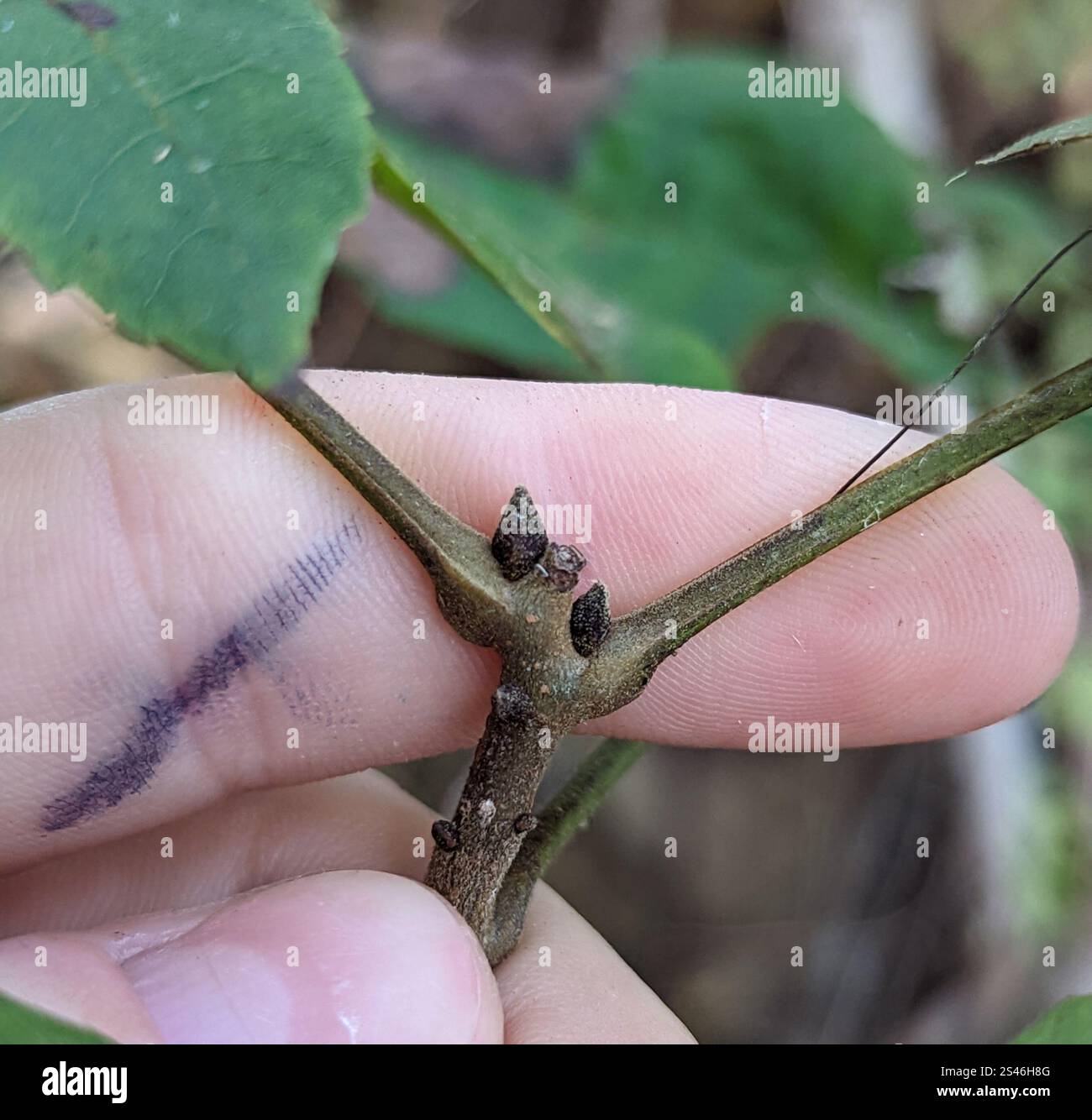 water hickory (Carya aquatica Stock Photo - Alamy