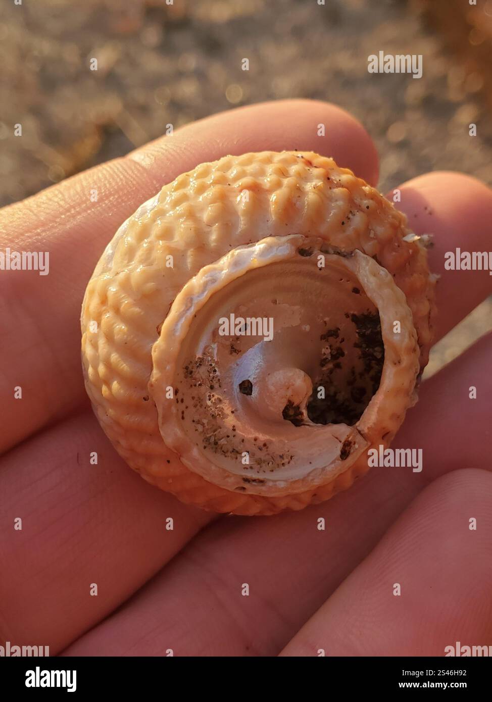 Red Turban Snail (Pomaulax gibberosus Stock Photo - Alamy