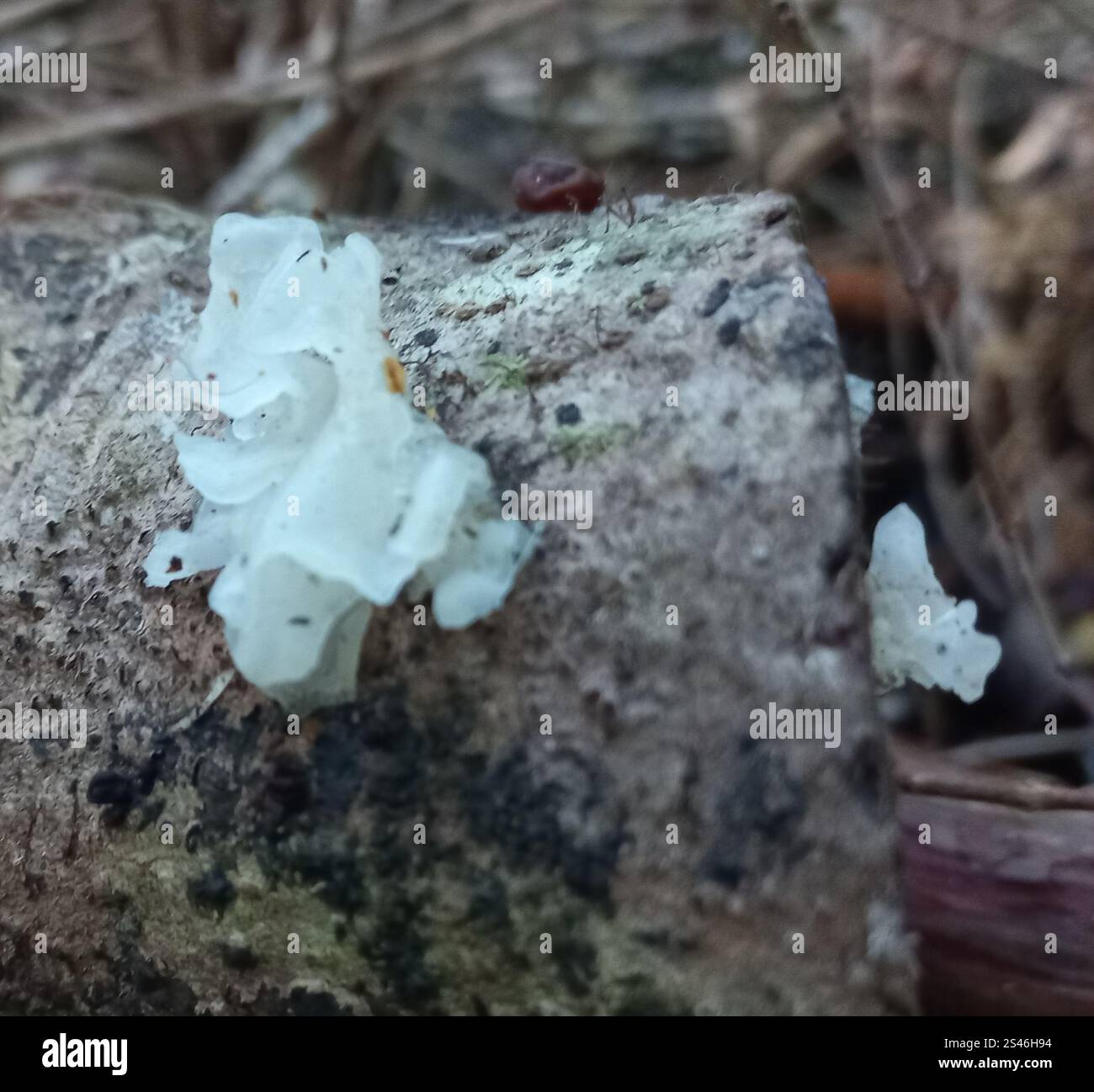 snow fungus (Tremella fuciformis Stock Photo - Alamy