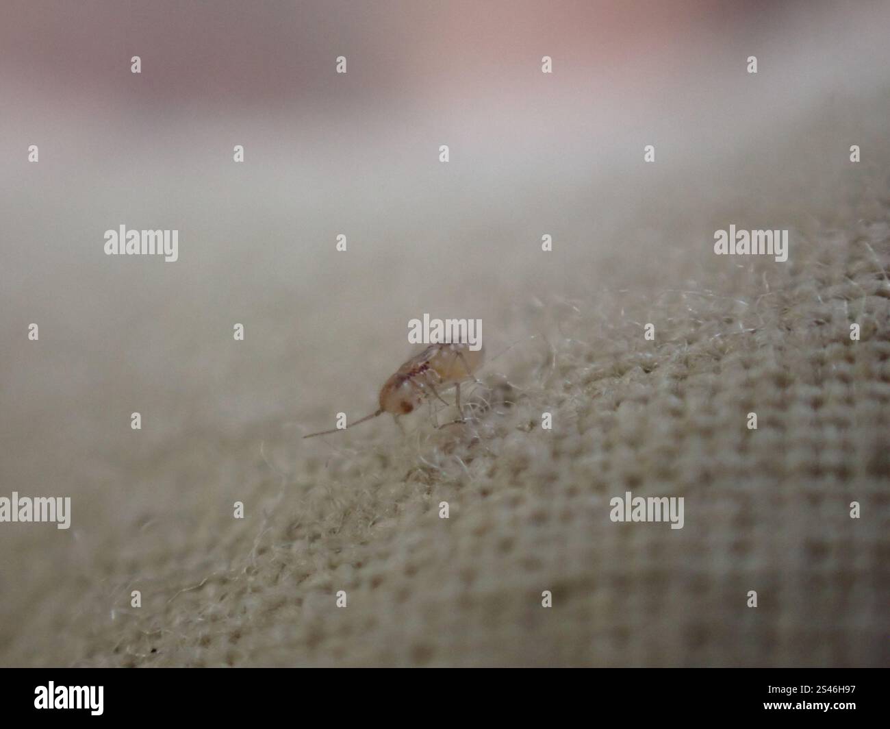 Barklice, Booklice, and Parasitic Lice (Psocodea Stock Photo - Alamy