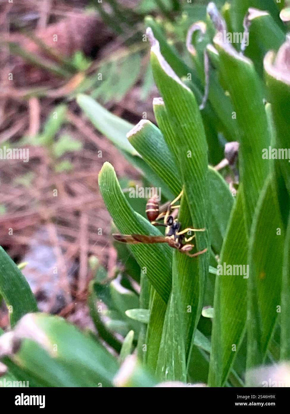 (Mischocyttarus mexicanus cubicola Stock Photo - Alamy