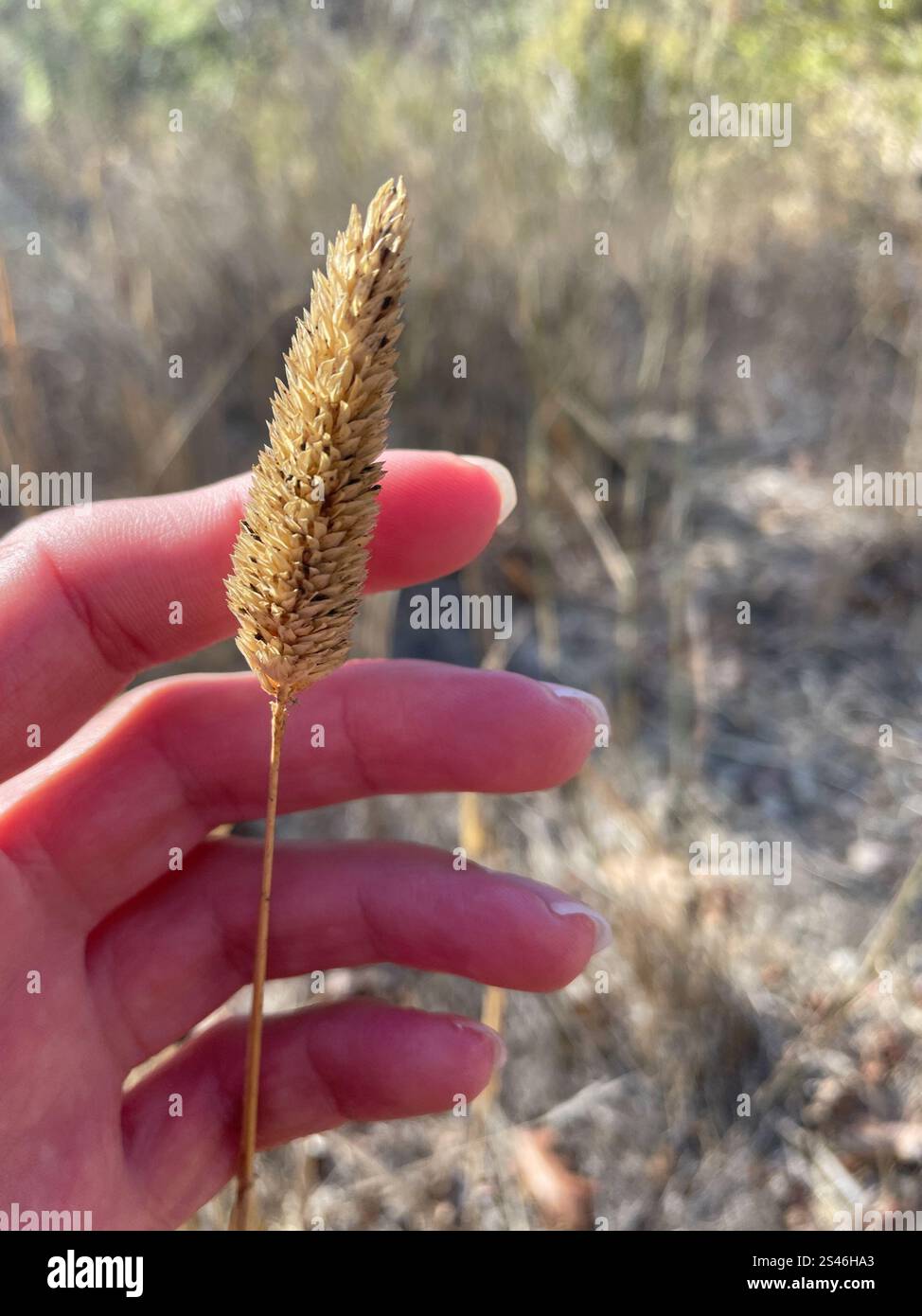 Harding grass hi-res stock photography and images - Alamy