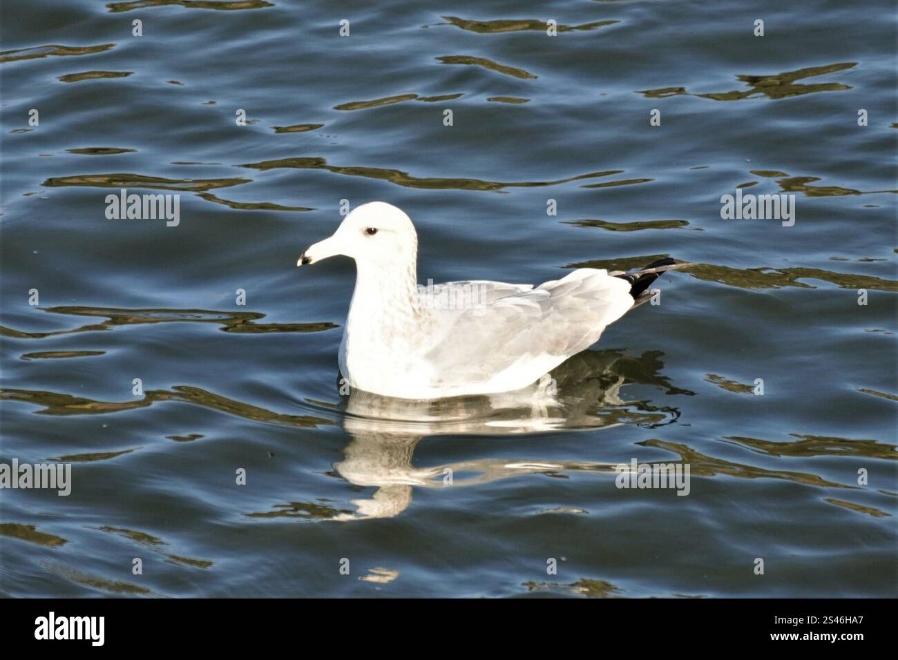 California Gull (Larus californicus Stock Photo - Alamy