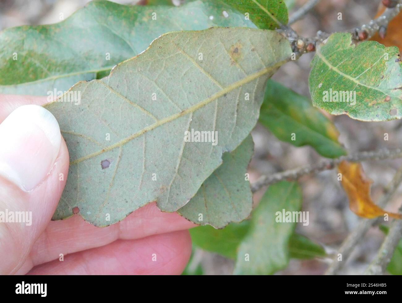 Chapman's Oak (Quercus chapmanii Stock Photo - Alamy