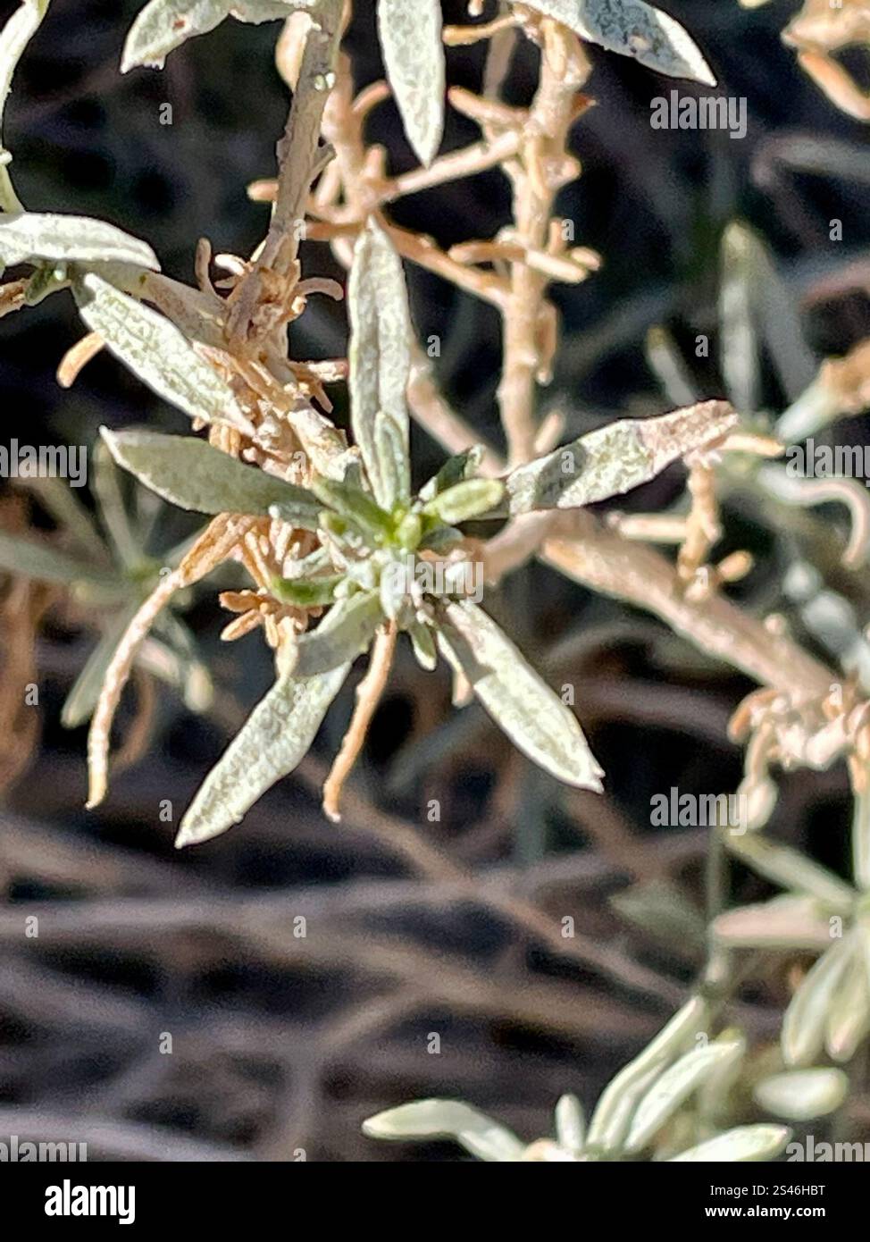 narrowleaf goldenbush (Ericameria linearifolia Stock Photo - Alamy