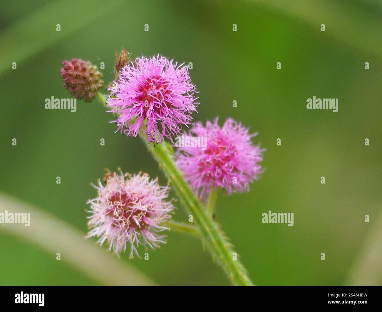 giant false sensitive plant (Mimosa diplotricha Stock Photo - Alamy