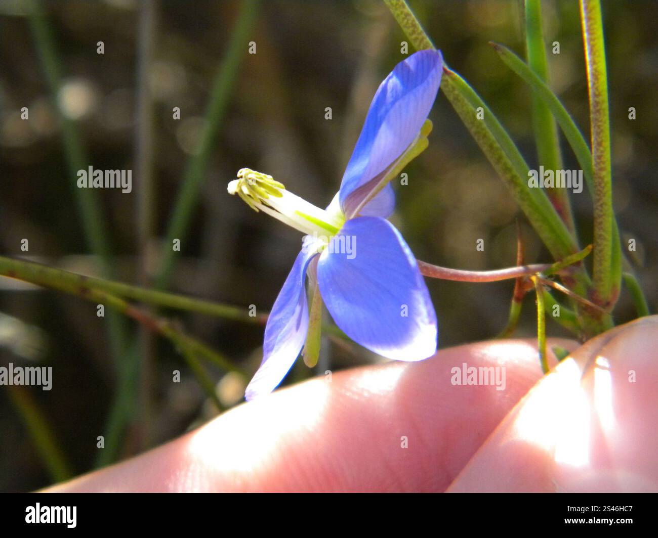 (Heliophila linearis linearifolia Stock Photo - Alamy
