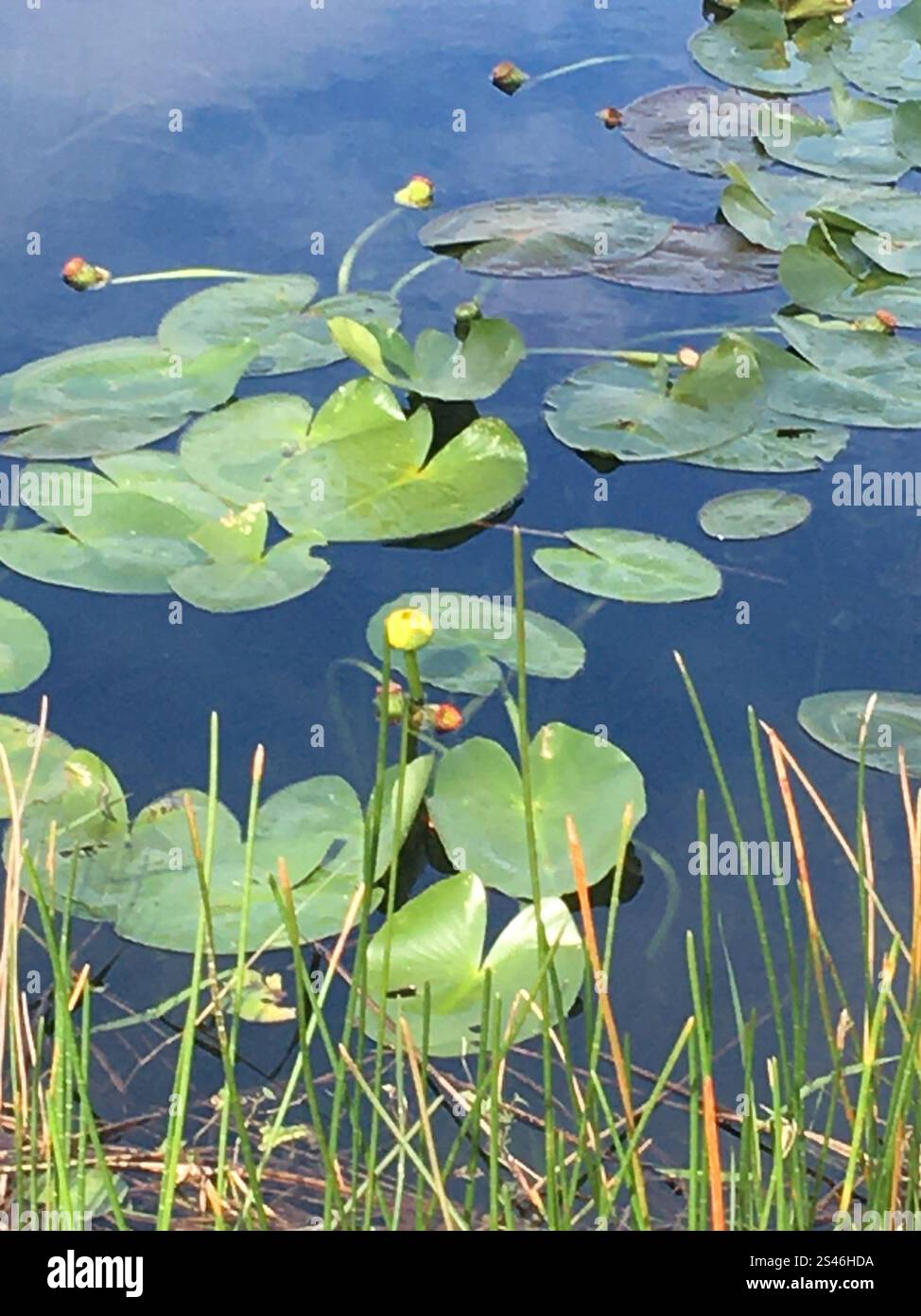 spatterdock (Nuphar advena Stock Photo - Alamy