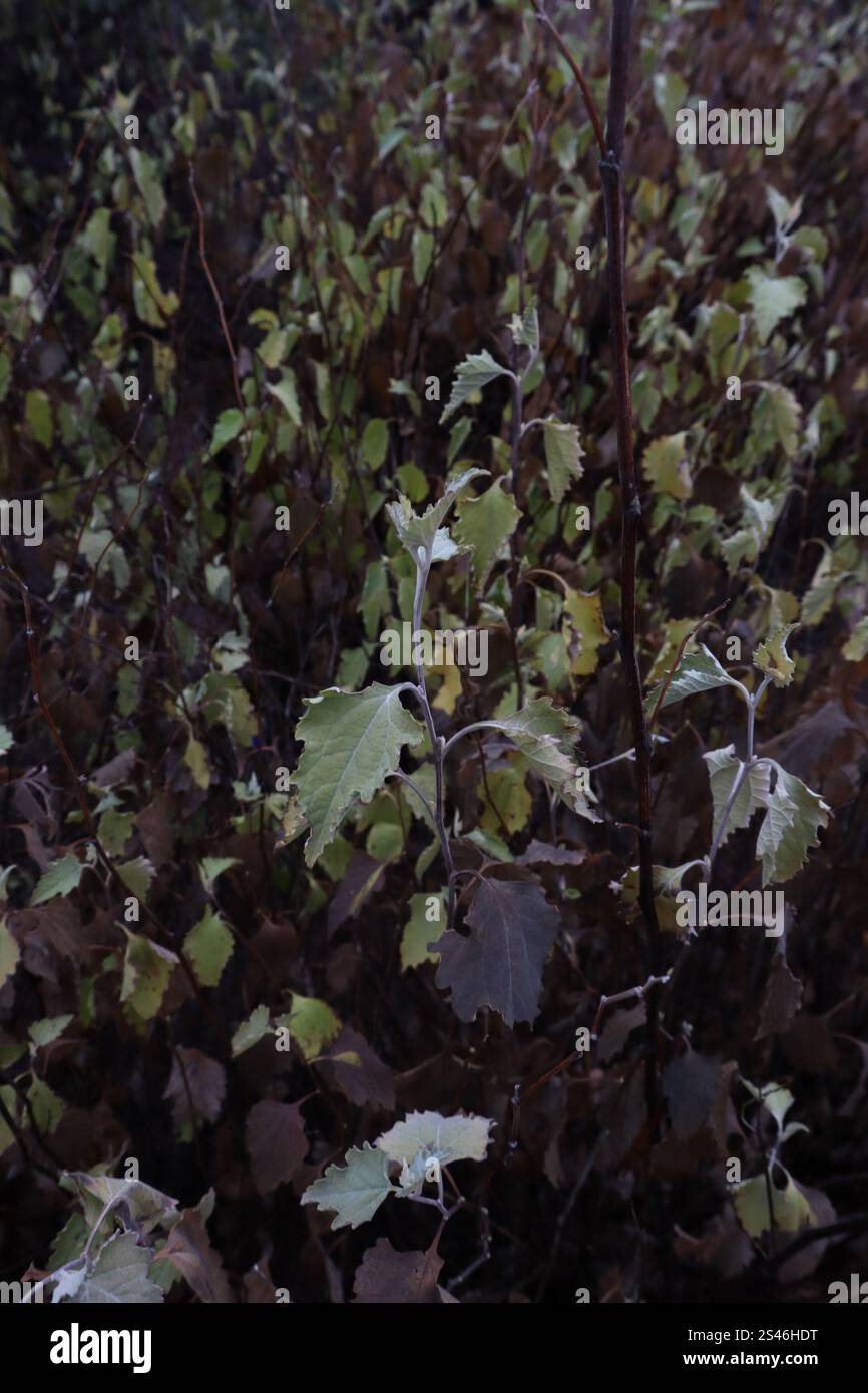 Tucson bur ragweed (Ambrosia cordifolia Stock Photo - Alamy