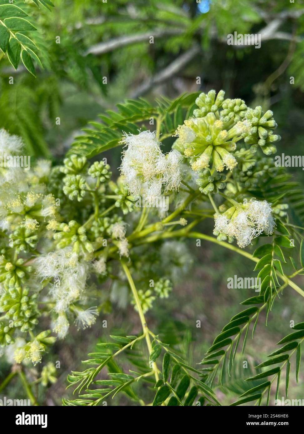 Pacara Earpod Tree (Enterolobium contortisiliquum Stock Photo - Alamy
